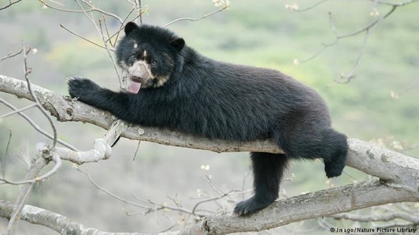 Perú: El hábitat del oso andino será protegido - Argentina Ambiental